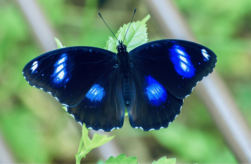 The Blue Moon Butterfly (Hypolimnas Bolina) | iHearts143Quotes ...