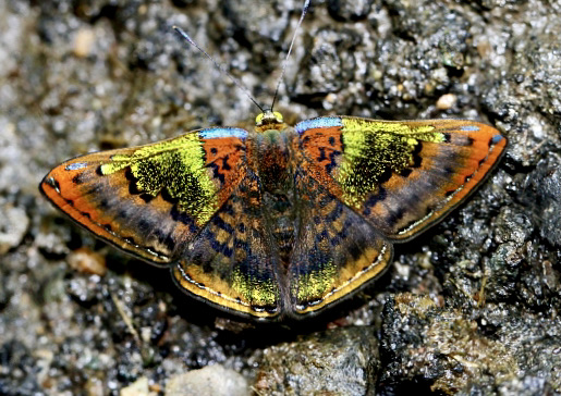 The Caria Rhacotis Butterfly Displays Some Of The Most Stunning Colors ...