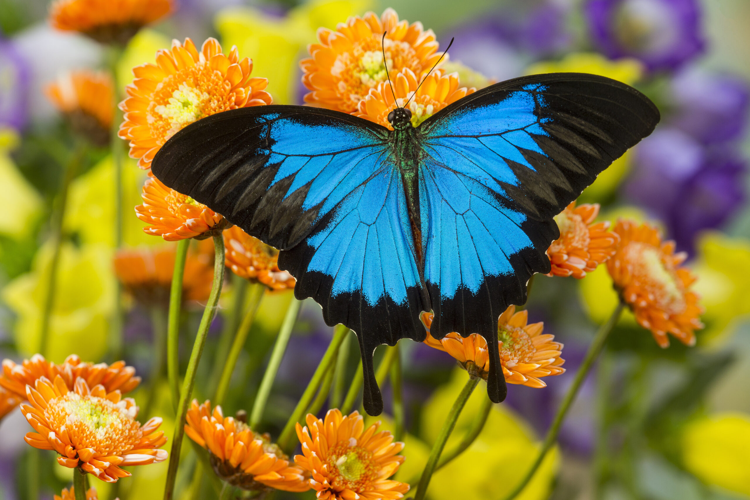 The Mountain Blue Emperor Butterfly (Papilio Ulysses ...
