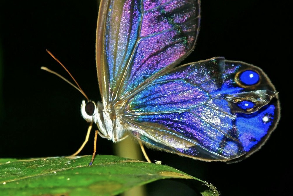 The Amber Phantom Butterfly Isn't On The Verge Of Extinction, But It's ...