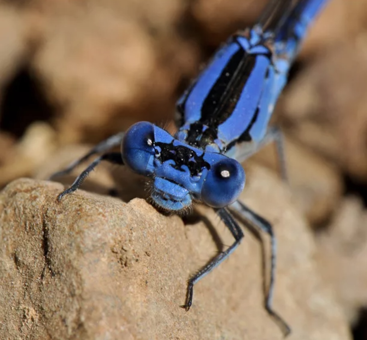 The Blue-Fronted Dancer Damselfly (Argia Apicalis) | iHearts143Quotes ...