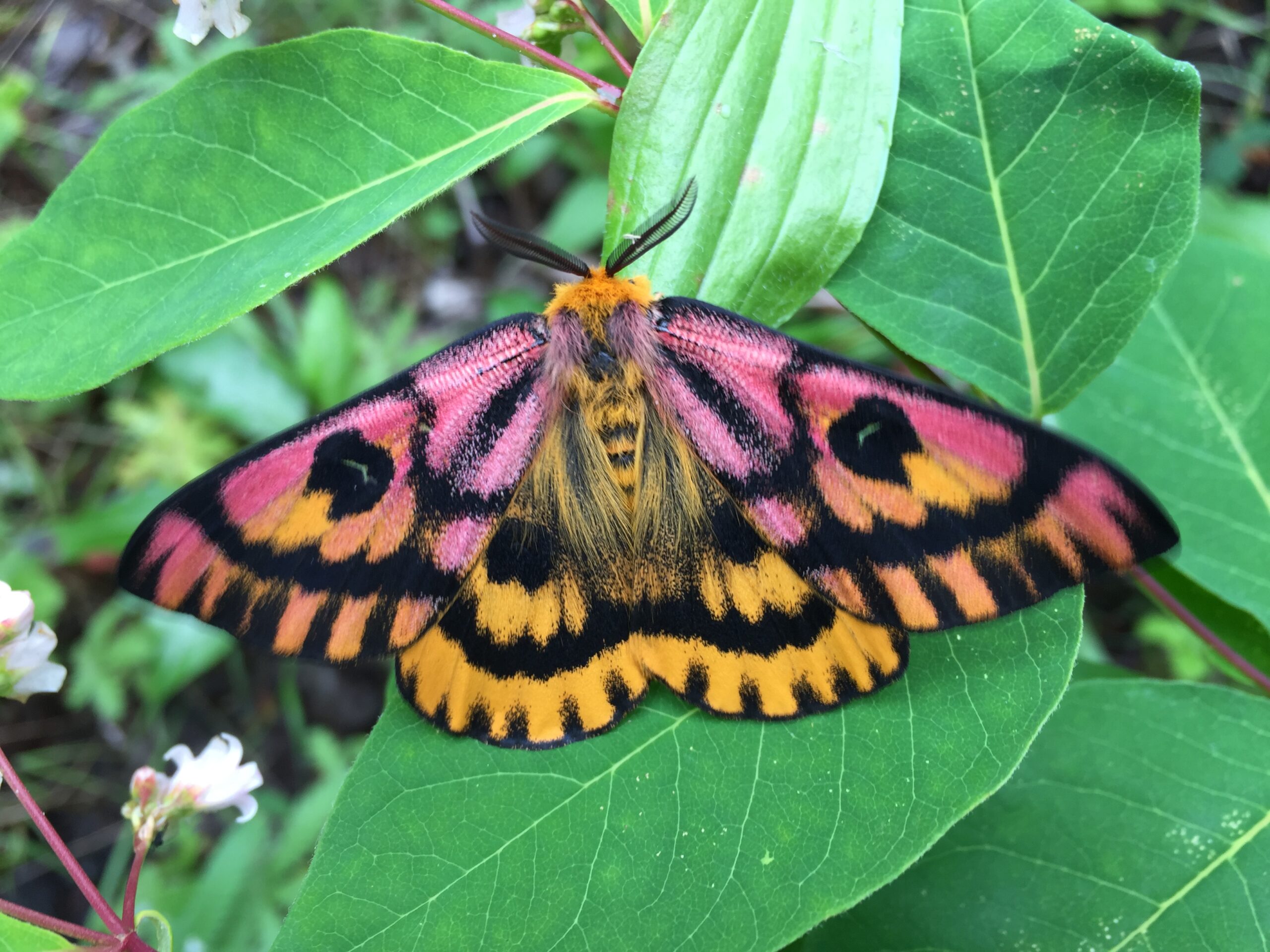 The Guava Skipper Butterfly (Phocides Polybius) | iHearts143Quotes ...