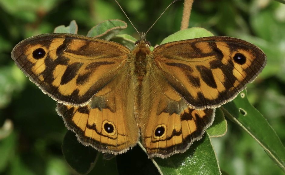 The Common Brown Butterfly (Heteronympha Merope) | iHearts143Quotes ...