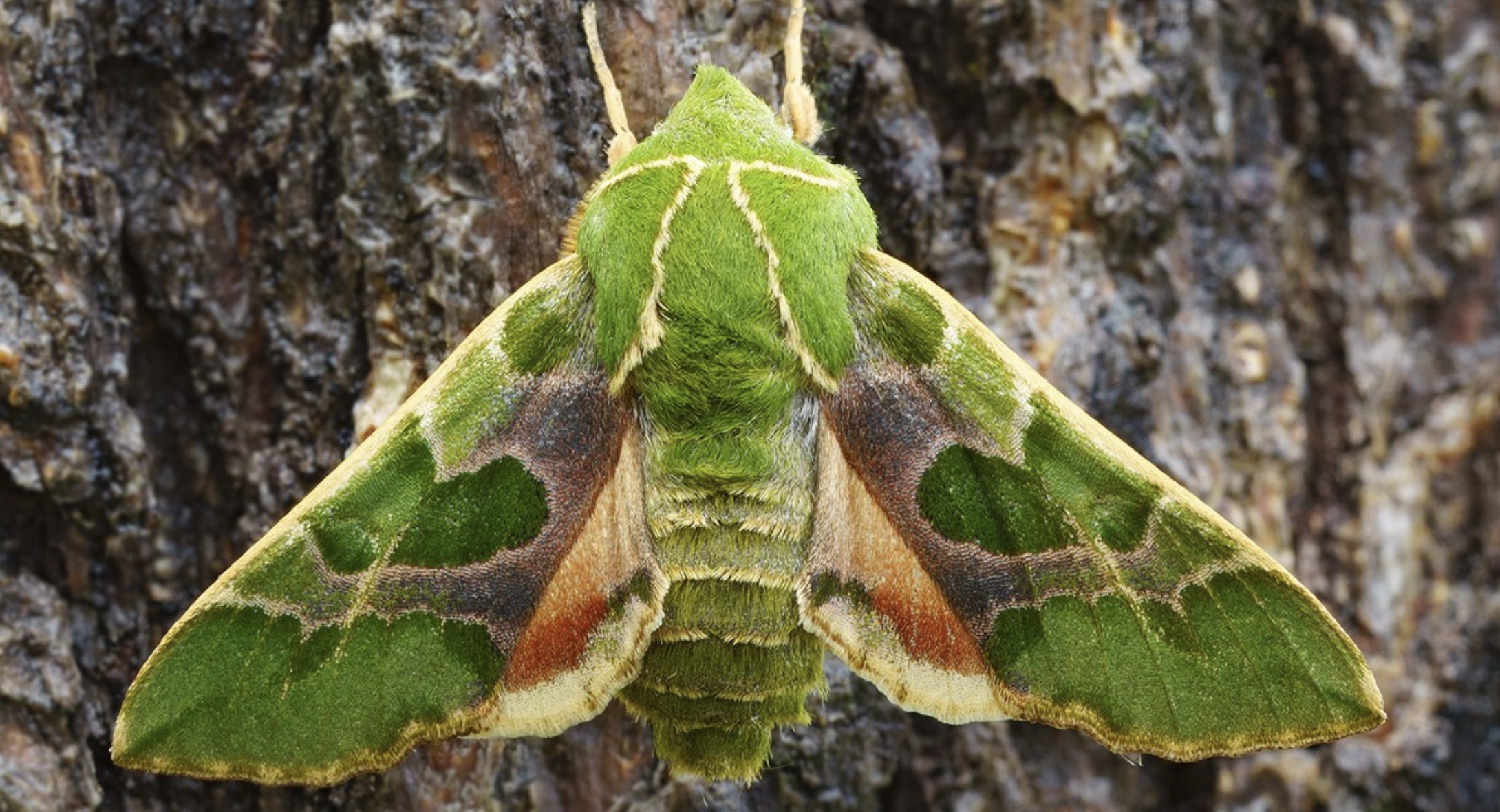 The Pacific Green Sphinx Moth (Proserpinus Lucidus) | iHearts143Quotes ...