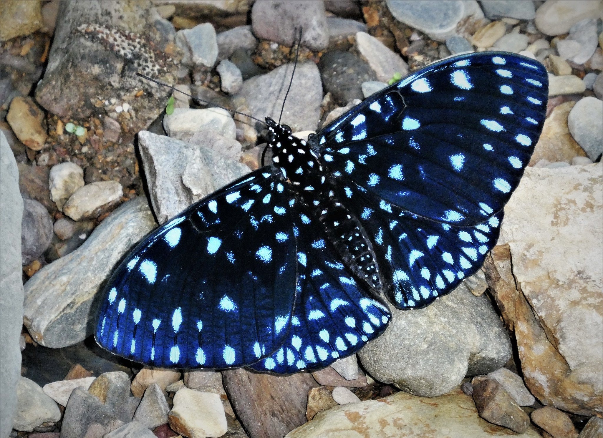The Starry Night Cracker Butterfly (Hamadryas Laodamia ...