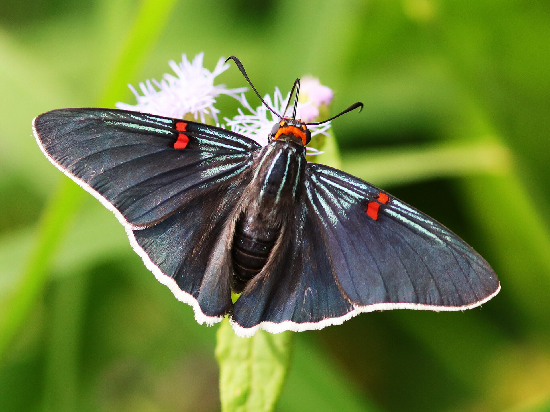 The Guava Skipper Butterfly (Phocides Polybius) | iHearts143Quotes ...
