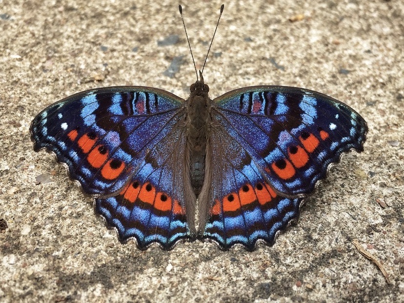 The Gaudy Commodore Butterfly (Precis Octavia) | iHearts143Quotes ...