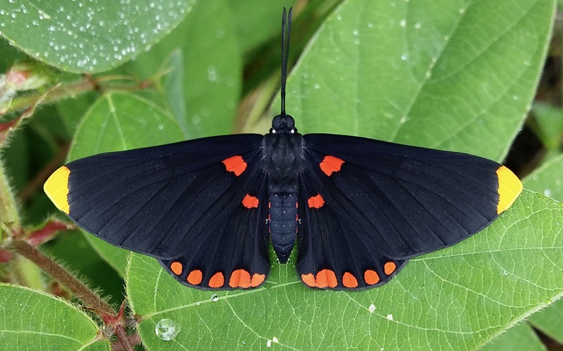 The Red-Bordered Pixie Butterfly (Melanis Pixe) | iHearts143Quotes ...