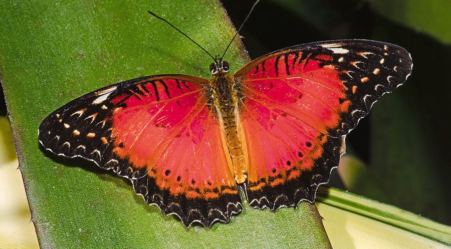 The Red Lacewing Butterfly (Cethosia Biblis) | iHearts143Quotes ...