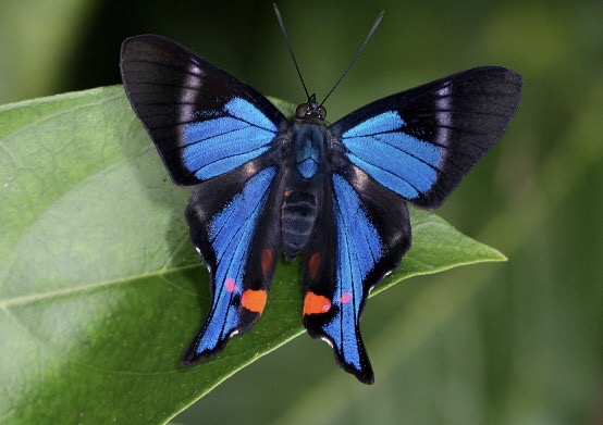 The Variable Beautymark Butterfly (Rhetus Periander) | iHearts143Quotes ...