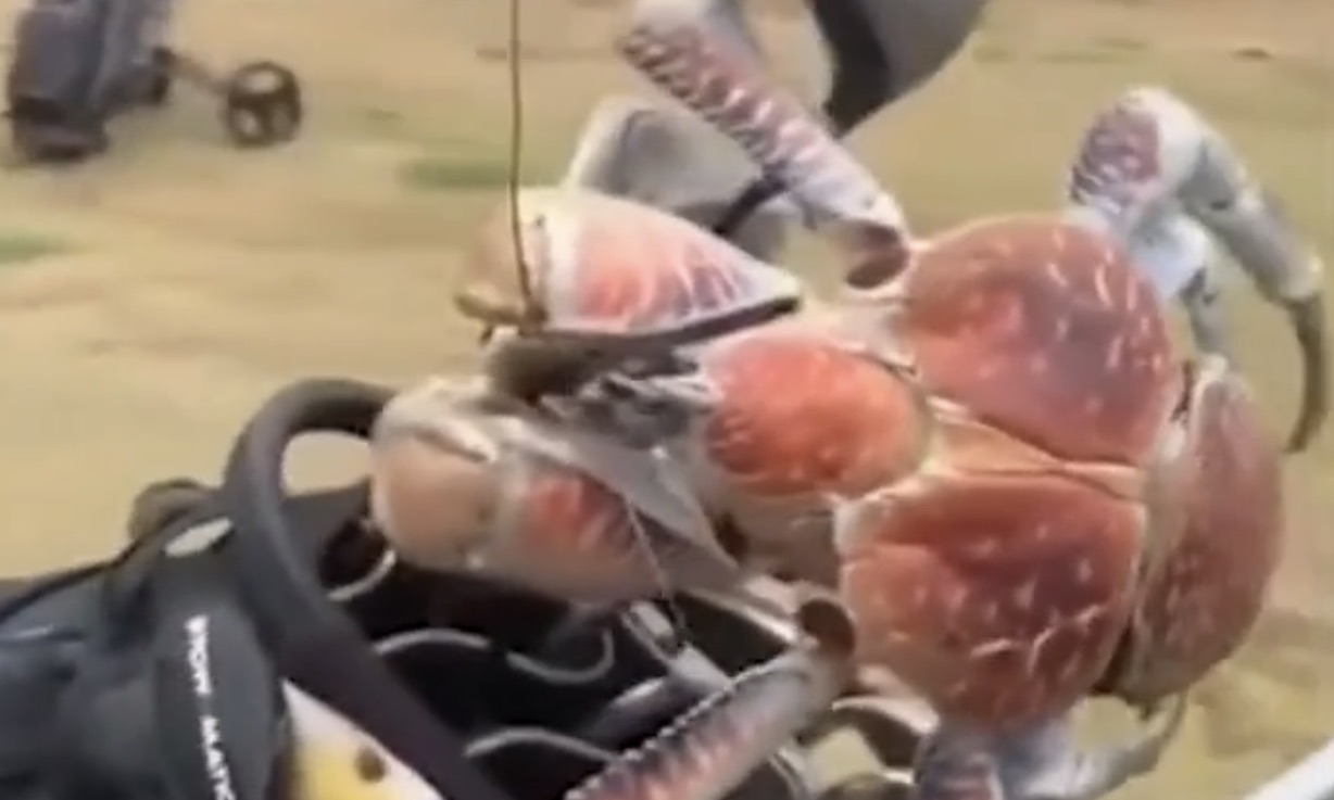 Horrifying Clip Shows Giant Coconut Crab Snapping One Golfers Club In ...