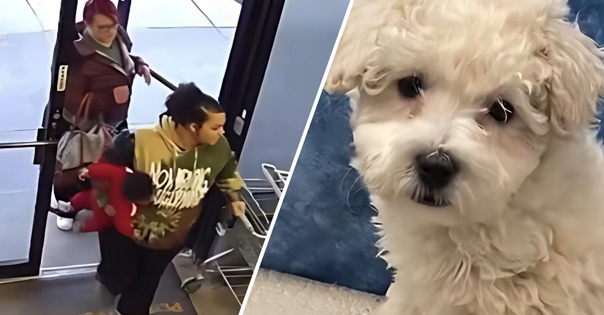 Missouri Pet Store Puppy Theft Caught on Camera: Women Accused of ...